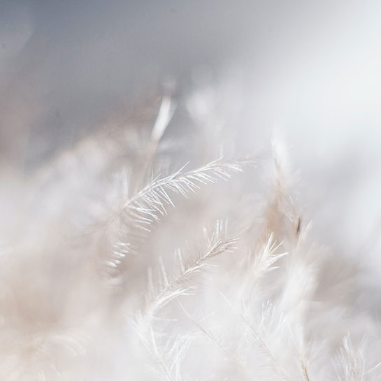 What’s the Difference Between Down and Feather | Feather & Black